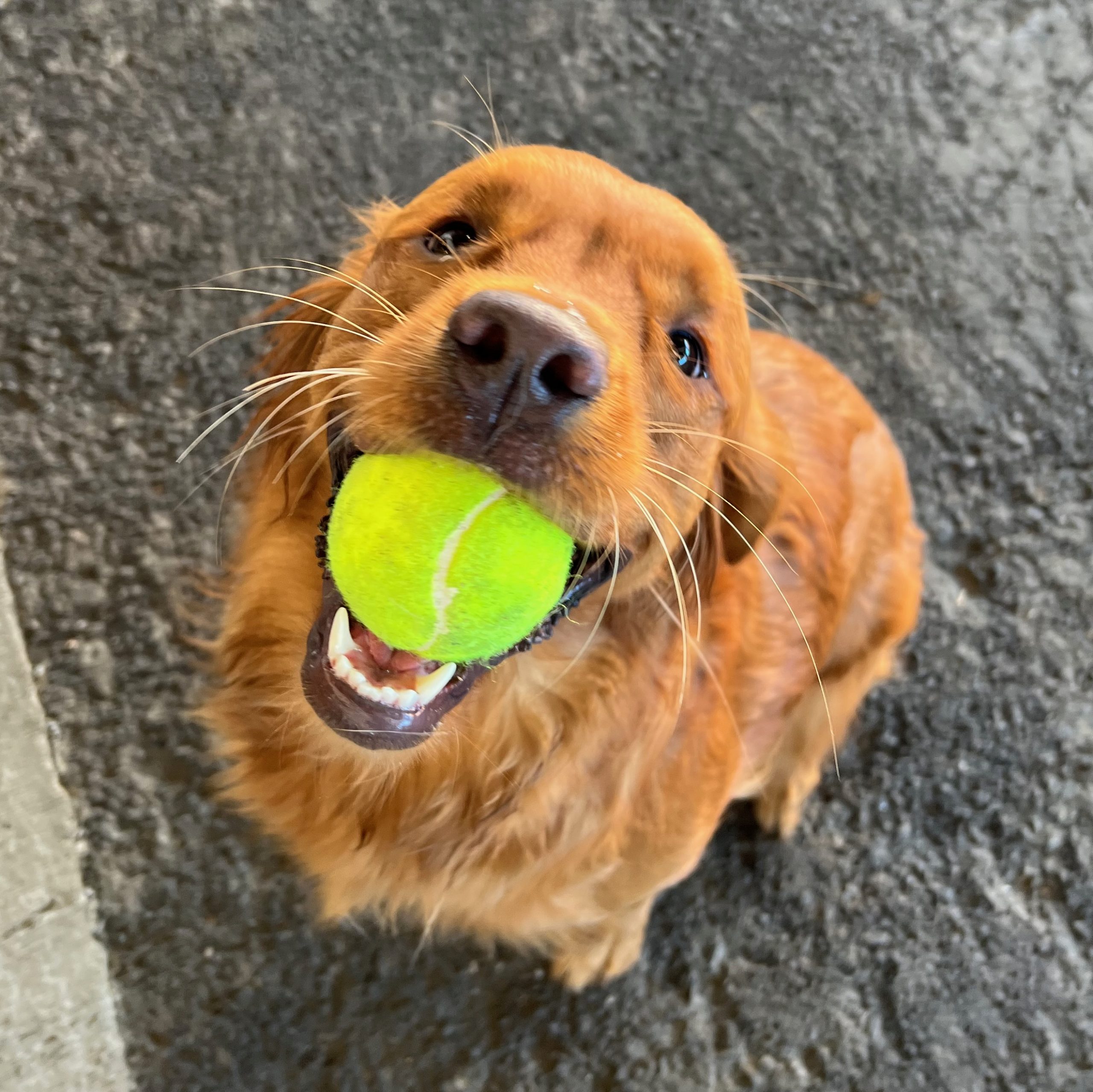 Services-Pricing – ZOOMIE WORLD DOG DAYCARE